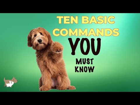 10 most basic commands every dog owner should know - dog training tips for beginners