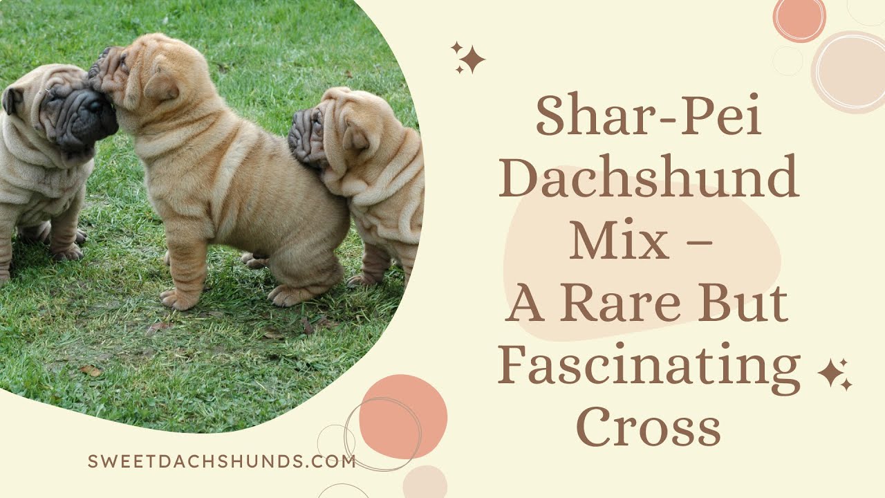 Shar-Pei Dachshund Mix – A Rare But Fascinating Cross