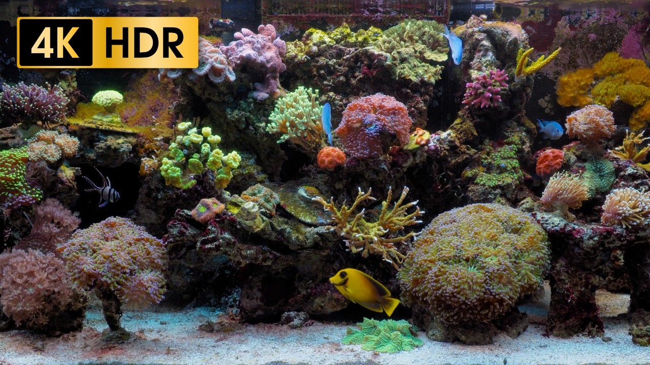 Coral Reef Aquarium | 4K HDR 60fps | No Loop