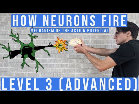 Action Potential - How Neurons Fire (Level 3, Advanced)