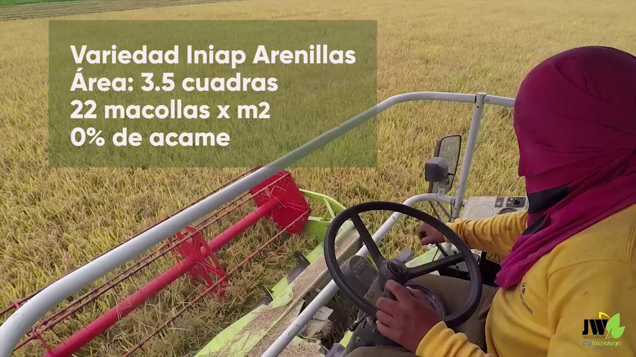 Siembra mecanizada de semilla pre germinada de la variedad Iniap-Arenillas,