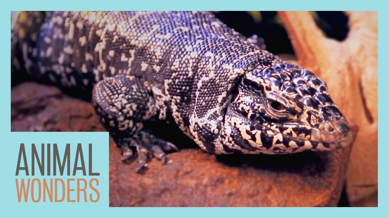 Bioactive Enclosure For A Tegu!