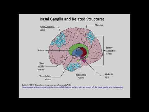 #e263 Preview: Neurology And Neuroscience: Review And Update For Your Clinical Practice