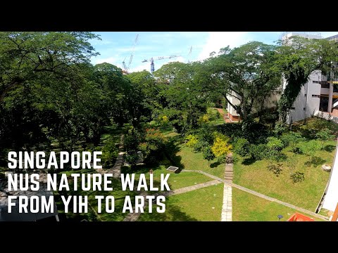 [4K] NUS Sheltered Nature Walk from Yusof Ishak House (YIH) to Arts Faculty