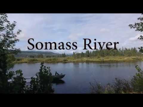 Somass River Salmon Run Look closely at the water