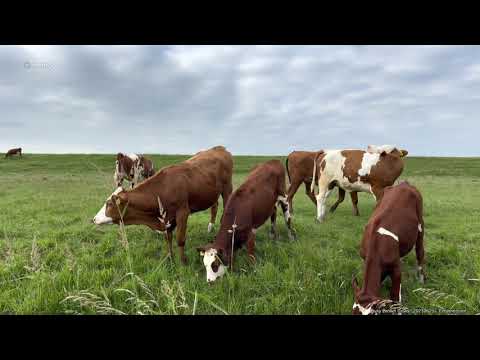 Busy Brown Cows | 20210625 – 1-memo•com