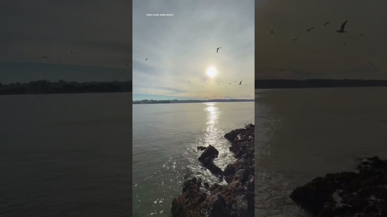 Coyote Swims to Alcatraz