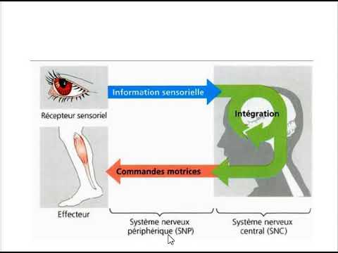 PHYSIOLOGIE DU SNC : RECEPTEURS SENSORIELS