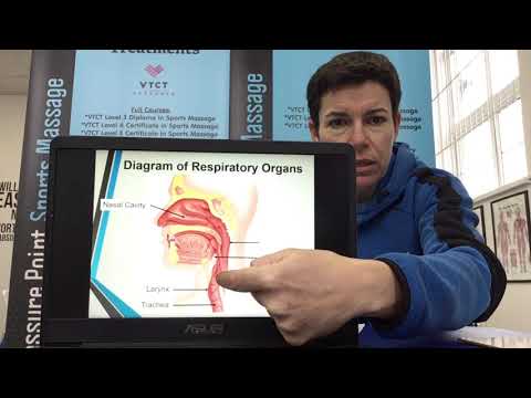 Easy Guide to the Respiratory System