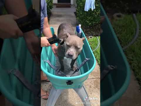 I bought a new doggie bath for my dogs and they love it!