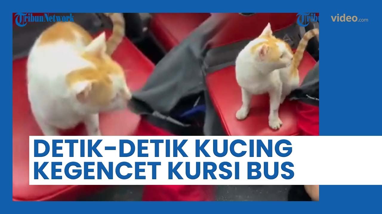 Detik-detik Kucing Kegencet di Kursi Penumpang saat Naik Bus ...