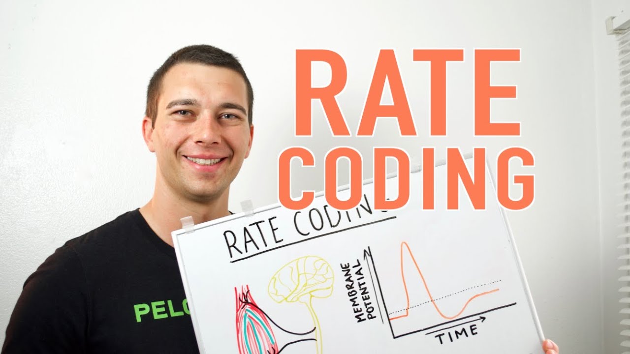 Rate Coding Explained (Neuromuscular Adaptation to Resistance Training)
