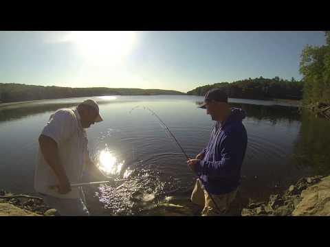Pickerel