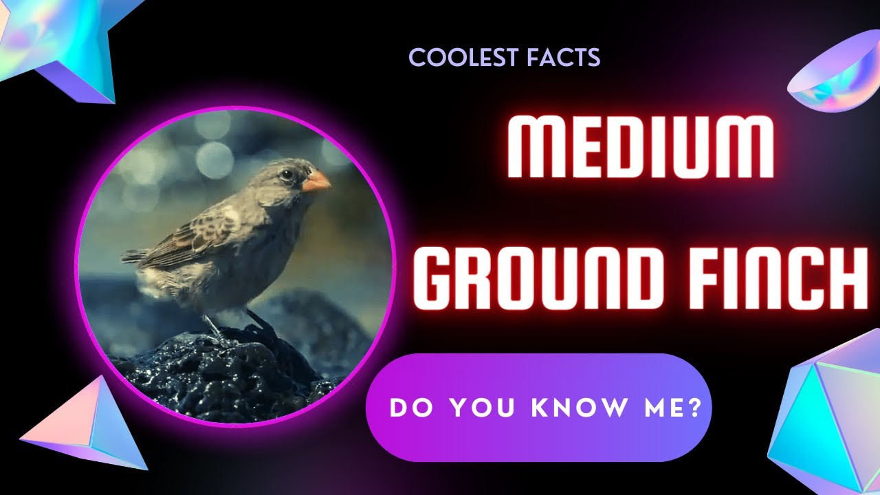 medium ground finch facts