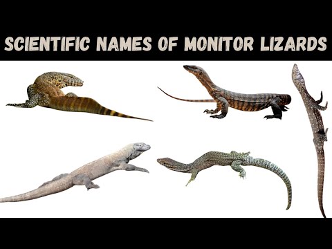 Scientific Names Of Monitor Lizards | Types Of Monitor Lizards | Monitor Lizards For Kids #lizard