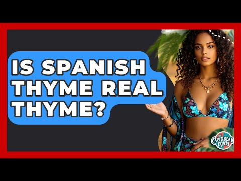Is Spanish Thyme Real Thyme? - The Caribbean Expert