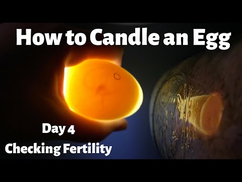 How to Candle an Egg / Checking Fertility of Duck Eggs Day 4