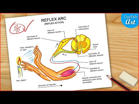 Reflex Arc Diagram Drawing Coloured / reflex action labelled diagram easy
