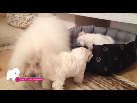 Bellissibolo Bolognese Puppies - "D" Litter - 9w - Puppies Playing in the Doggybed