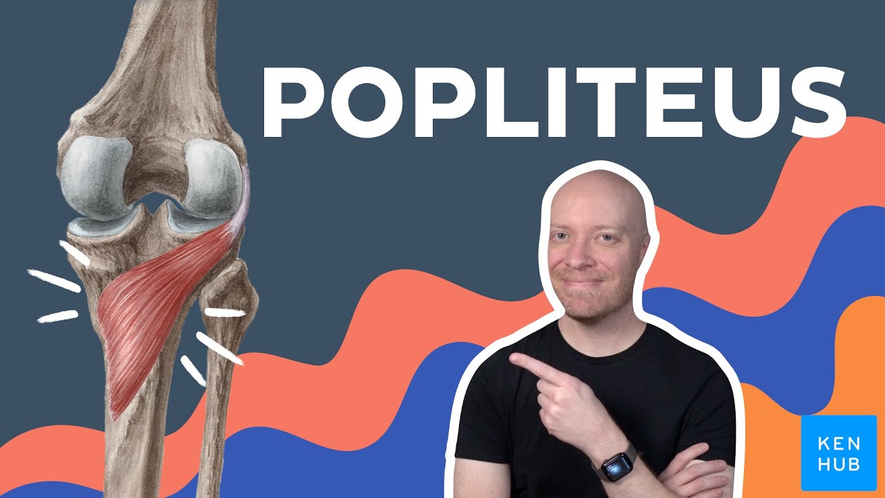 Popliteus muscle anatomy explained | Kenhub