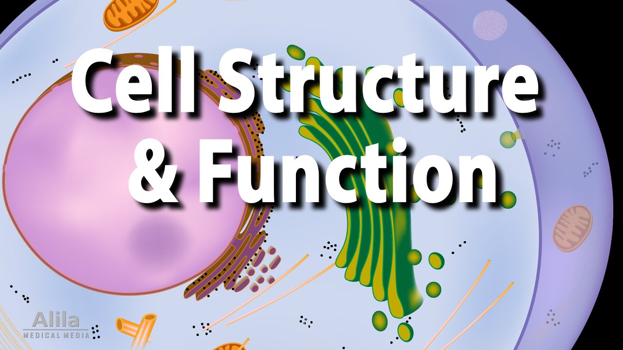Understanding Cell Structure and Functions: A Comprehensive Overview | Galaxy.ai