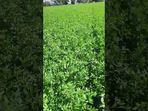 nutricion en alfalfa