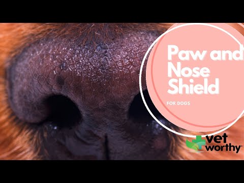 Vet Worthy Paw and Nose Shield for dogs