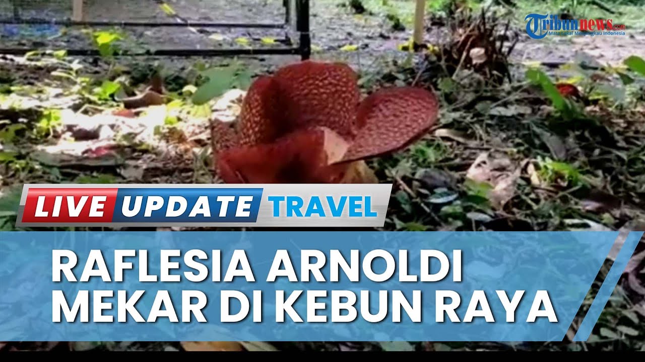 16 Tahun Menunggu, Bunga Endemik Rafflesia Arnoldii di Kebun Raya Bogor ...