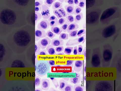 How to easily identify Mitotic Stages under Microscope?