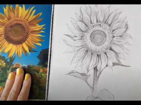 Sunflower Pencil Drawing Tutorial