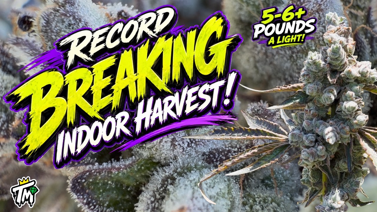 INDOOR HARVEST #3!