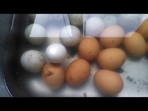 The Egg Float Test