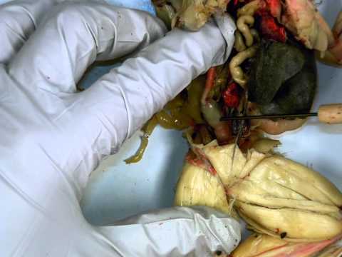 Frog Internal Cavity