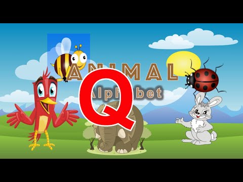 Q Animal Alphabet| Learning animals name start with a letter Q A to Z pre-k education, toddlers