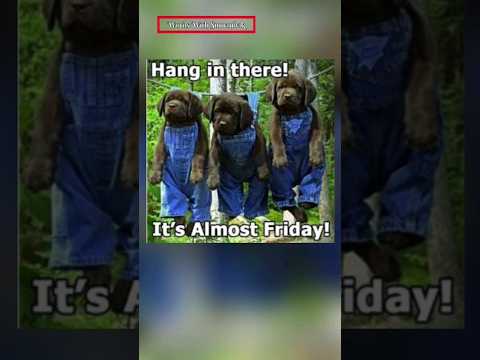 Happy Thursday Funny Dog Memes π€£π€£π€£ @WordsWithSumandak