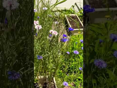 Cornflower Bush ππΈπ·πΉβοΈπΏπ©πΌβπΎ #shorts #shortsfeed #shortsclip #shortsnature
