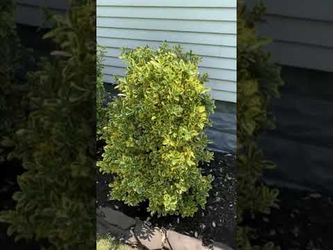 Golden Euonymus - moderate to fast growing evergreen shrub.