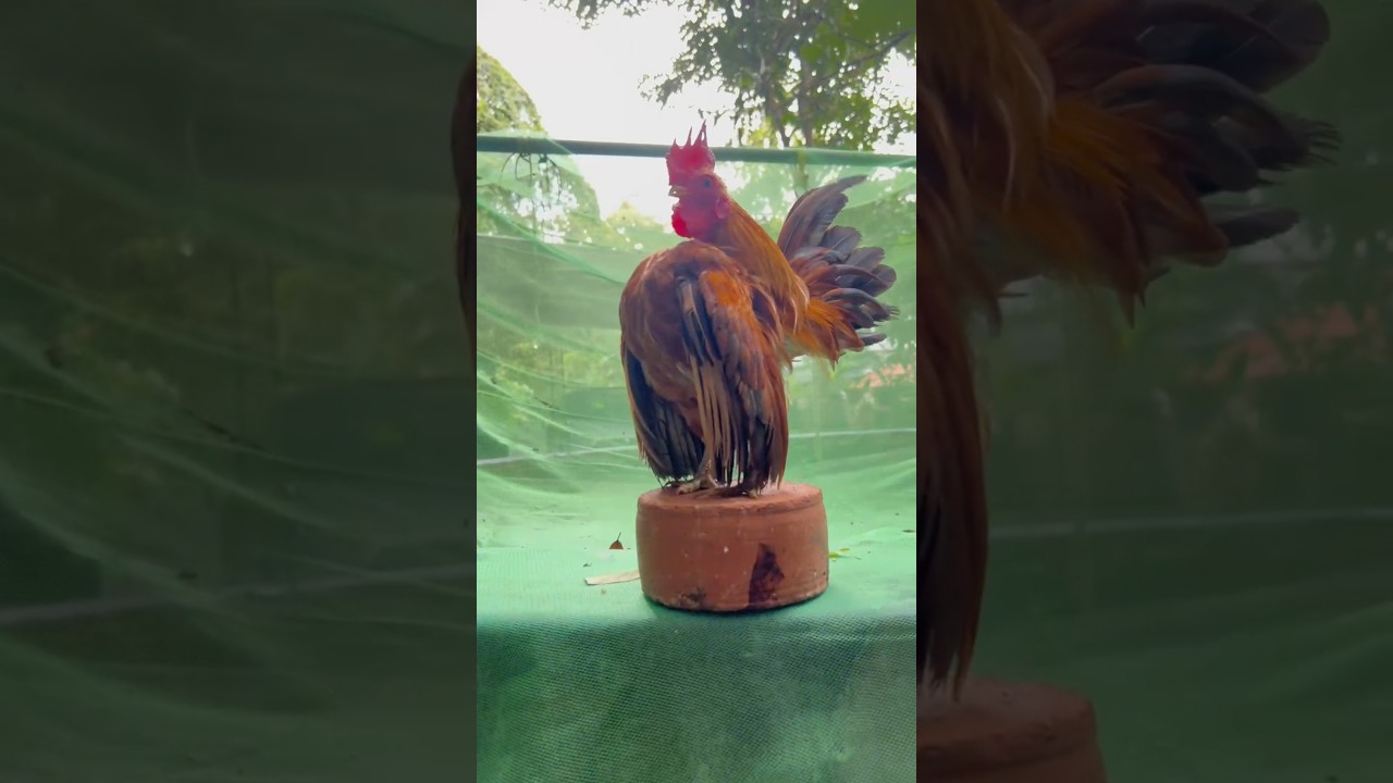 fancy roster #youtubeshorts #roosterfarm #viralvideo #ebsinfo