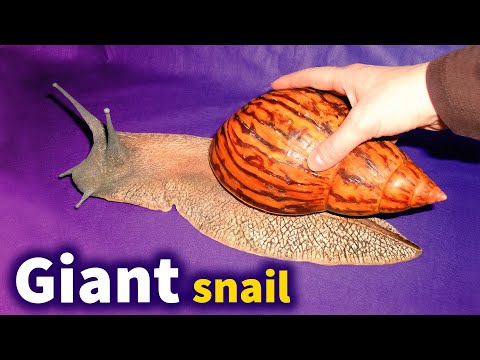 All you should know about the Giant African Land Snail
