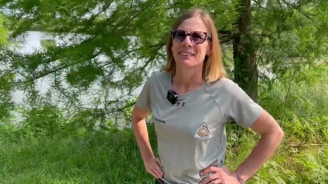 Habitat Hints: Bald Cypress trees