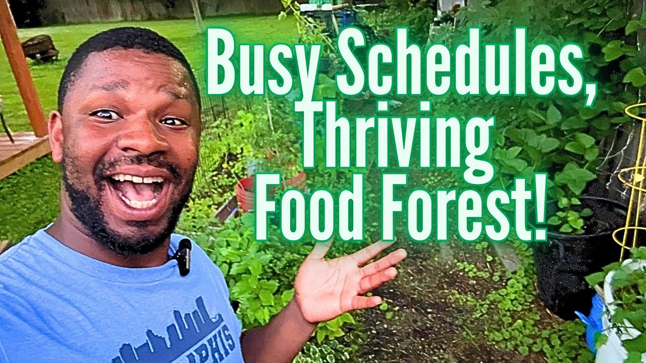 July 2025 Garden Update | How #MemphisFoodForest Thrives Despite Busy Schedules
