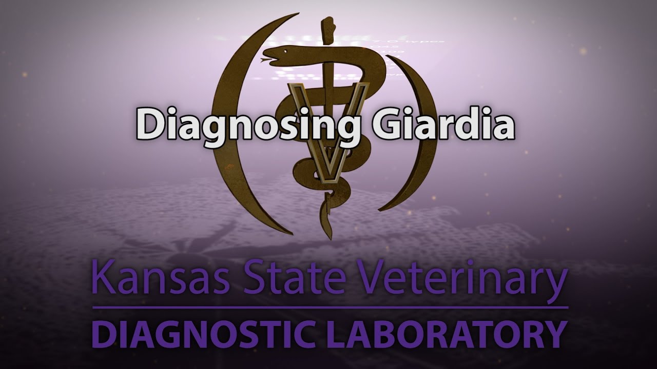 Diagnosing Giardia