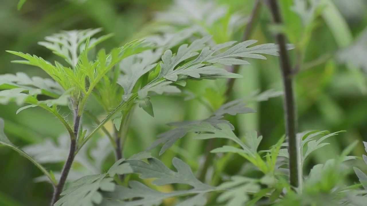 Weed ID Ragweed
