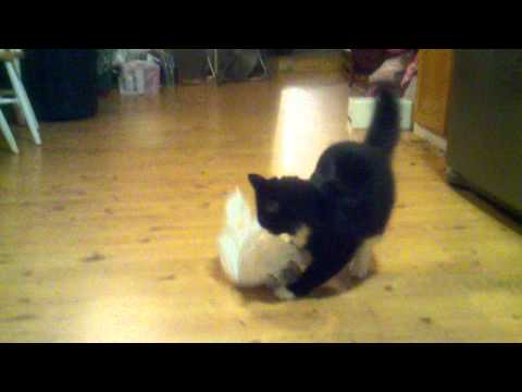 Mickie chasing a food lion bag!
