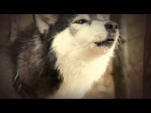 Watch English Trailer Of Against The Wild 2 Survive The Serengeti