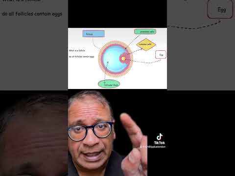 What is a follicle ? What is an egg ?