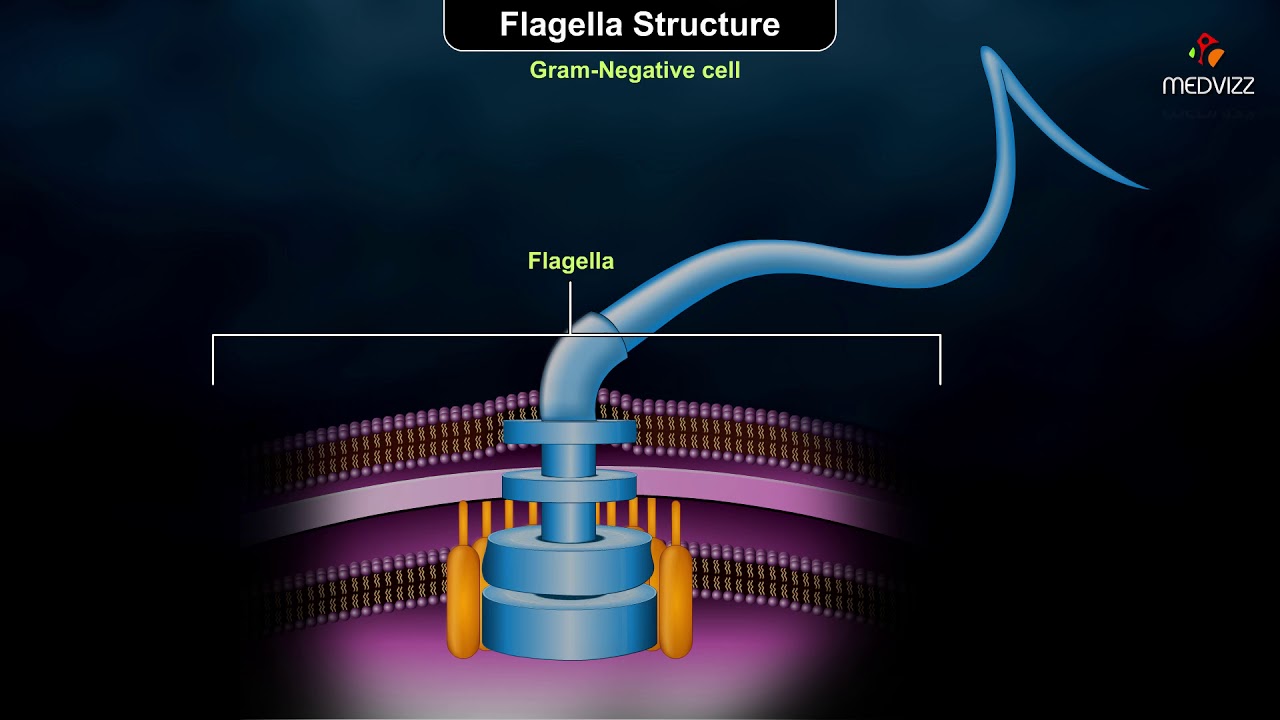 Flagellar structure - Gram-positive and Gram-negative cells.