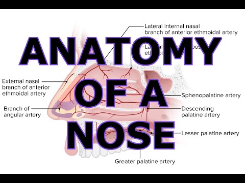 ANATOMY OF A NOSE