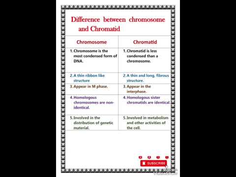 Difference between chromosome and chromatid