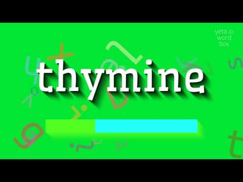 How to say "thymine"! (High Quality Voices)